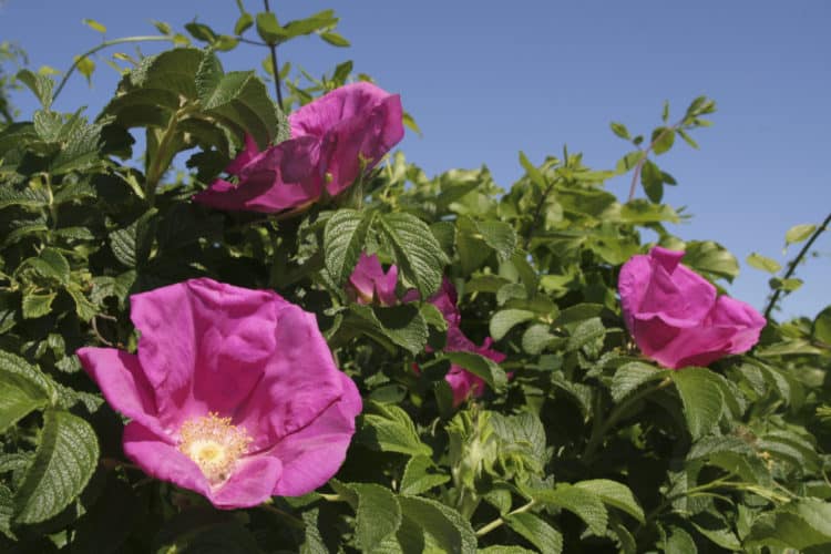 Security Hedging Plants - Thorny Hedges Deter Intruders - Prickly Hedges