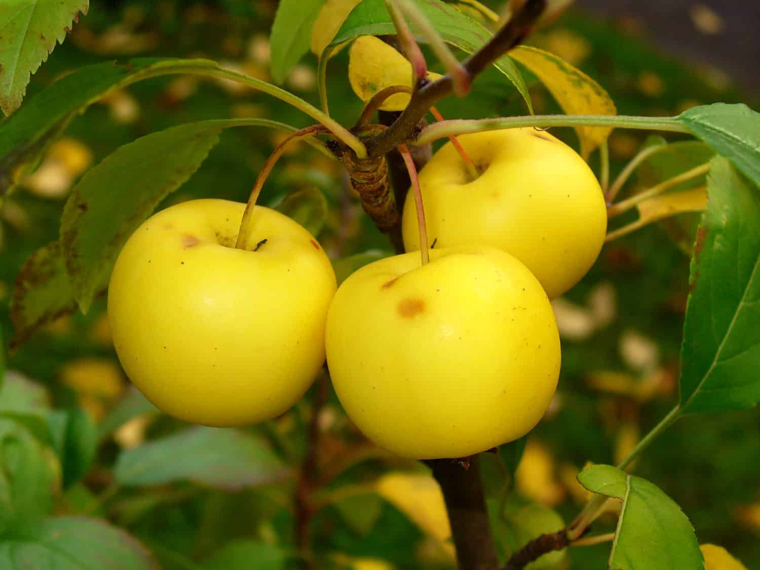 Hedges With Edible Fruits - Foraging Hedgerow - Edible Hedging