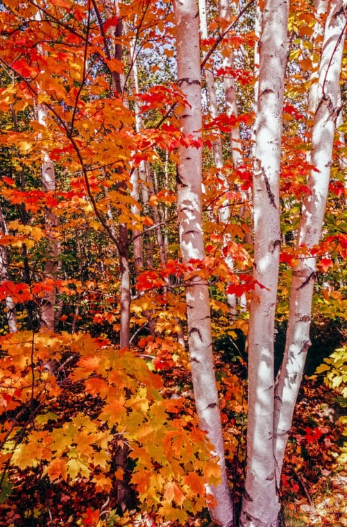 Buy Multi Stem Silver Birch | Betula Pendula Multi Stem | Hopes Grove ...