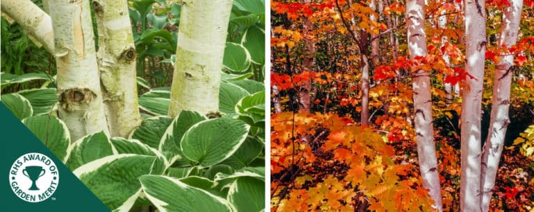 Buy Birch Trees | Betula Trees | Hopes Grove Nurseries