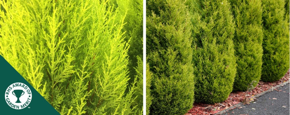 Choosing The Right Conifer Hedge | Hopes Grove Nurseries