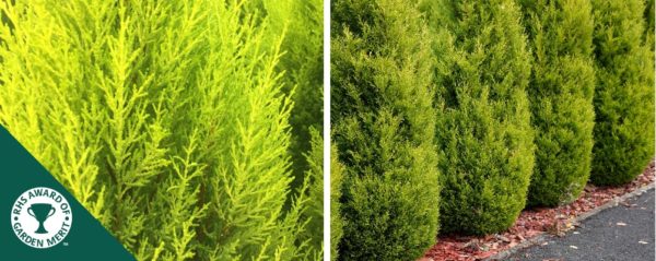 Choosing The Right Conifer Hedge | Hopes Grove Nurseries