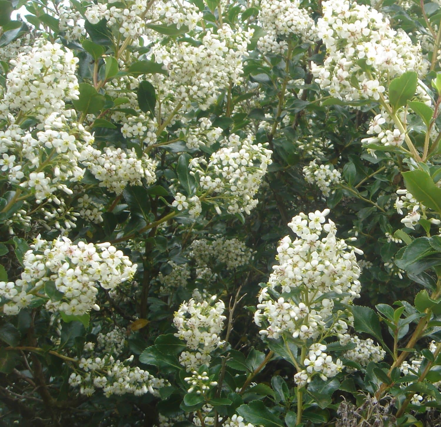 Buy Escallonia Iveyi 'White Escallonia' Hedging | Hopes Grove Nurseries