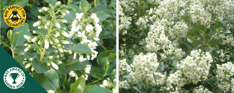Buy Escallonia Hedging Plants | Browse our species from Hopes Grove ...