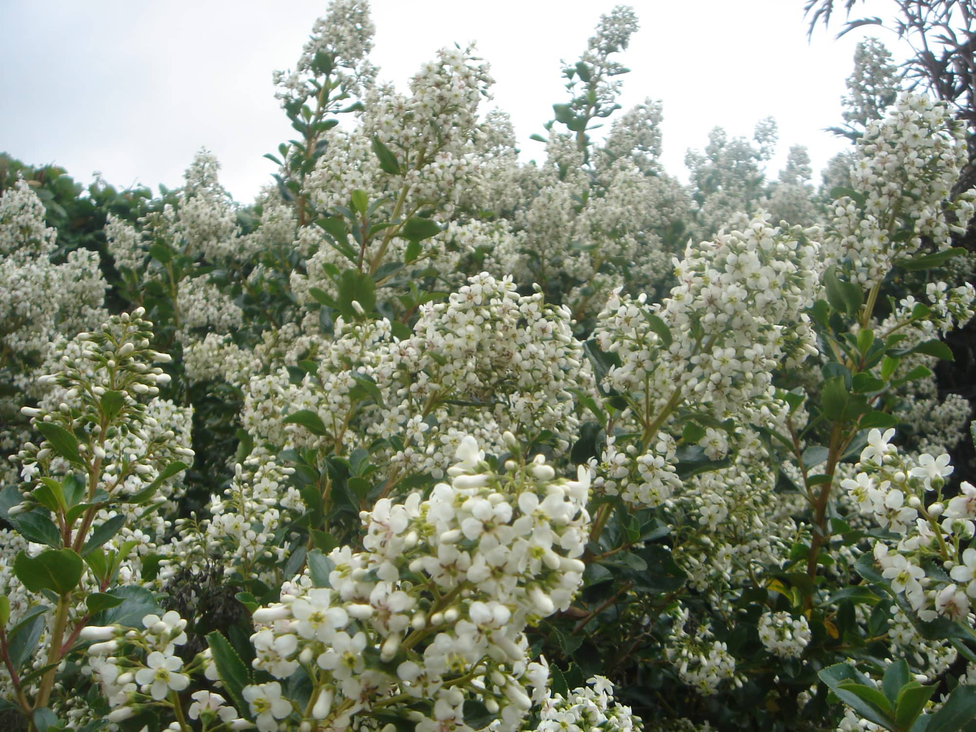 Buy Escallonia Iveyi 'White Escallonia' Hedging | Hopes Grove Nurseries