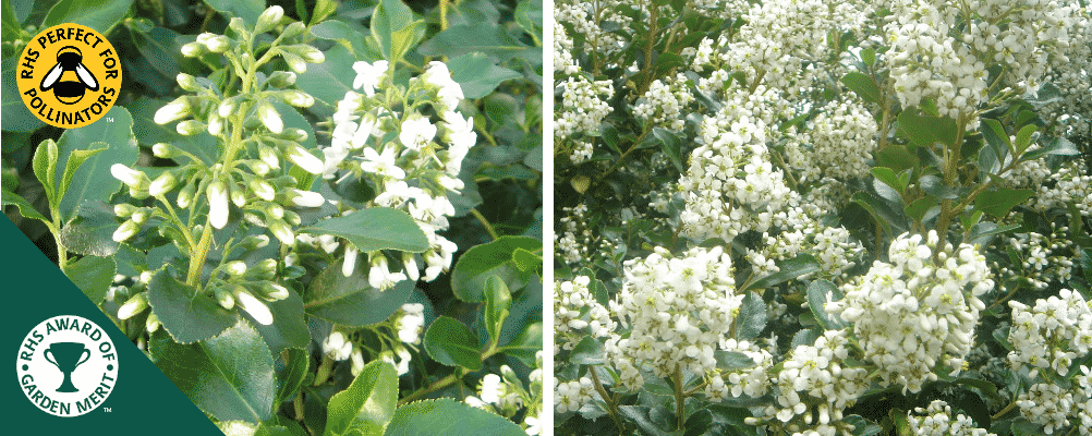 Buy Escallonia Hedging Plants | Browse our species from Hopes Grove ...