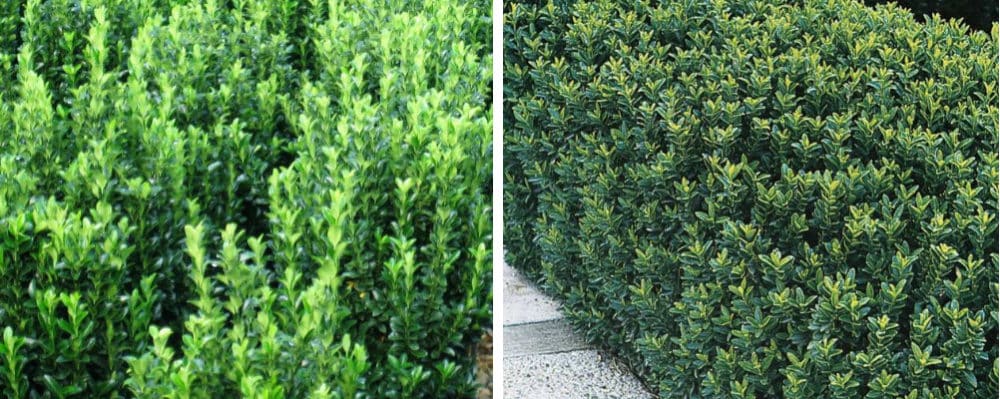 Buy Euonymus Hedging | Euonymus Japonicus Hedging Plants | Hopes Grove ...