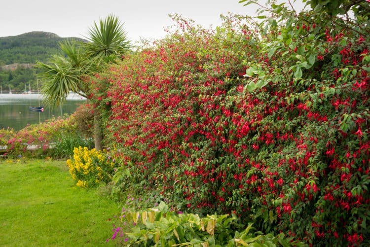 Buy Hardy Fuchsia (Fuchsia Magellanica) or Hummingbird Fuchsia Hedging
