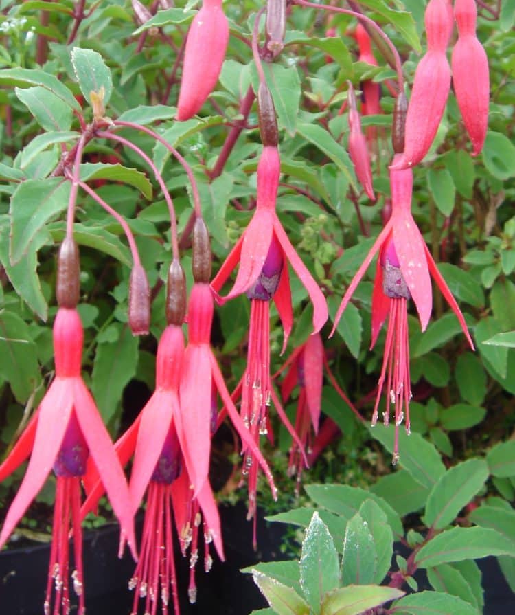 Buy Hardy Fuchsia (Fuchsia Magellanica) or Hummingbird Fuchsia Hedging