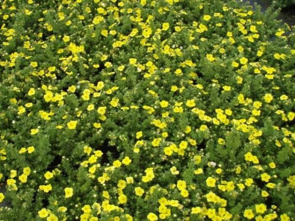 Buy Yellow Potentilla | Potentilla Fruticosa Kobald Hedging | Hopes ...