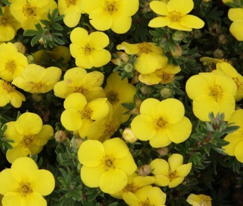 Buy Yellow Potentilla | Potentilla Fruticosa Kobald Hedging | Hopes ...