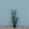 Buy Bay Laurel Hedge Plants | Laurus Nobilis Hedges | Bay Laurel Hedging
