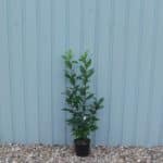 Buy Bay Laurel Hedge Plants | Laurus Nobilis Hedges | Bay Laurel Hedging