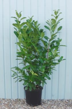 Buy Cherry Laurel Hedge Plants | Common Laurel Hedging | Prunus ...