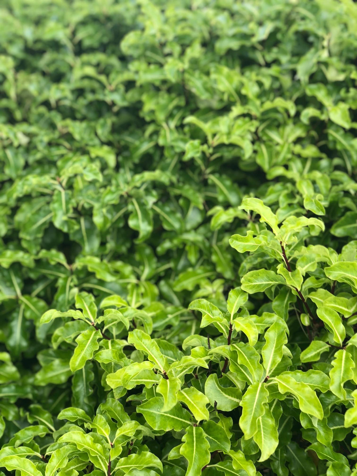 Buy Pittosporum Hedge Plants | Pittosporum Hedging | Hopes Grove Nurseries