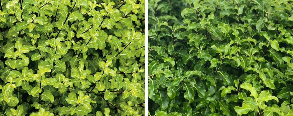 Buy Pittosporum Hedge Plants | Pittosporum Hedging | Hopes Grove Nurseries