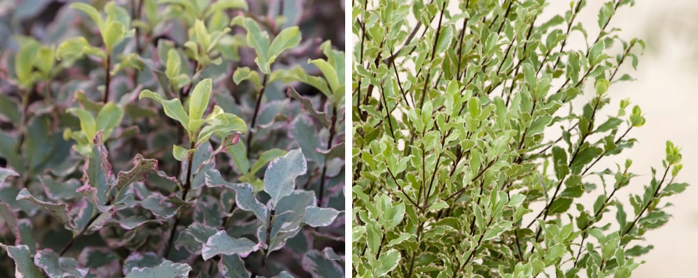 Pittosporum Silver Sheen Hedging - Hopes Grove Nurseries