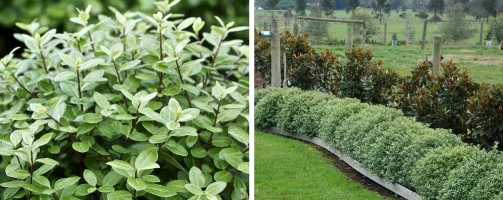 Buy Pittosporum Hedge Plants | Pittosporum Hedging | Hopes Grove Nurseries
