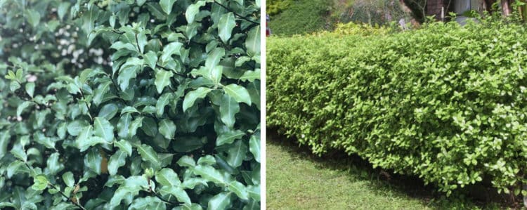 Buy Pittosporum Hedge Plants | Pittosporum Hedging | Hopes Grove Nurseries