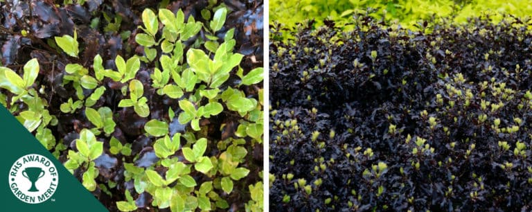 Buy Pittosporum Hedge Plants | Pittosporum Hedging | Hopes Grove Nurseries