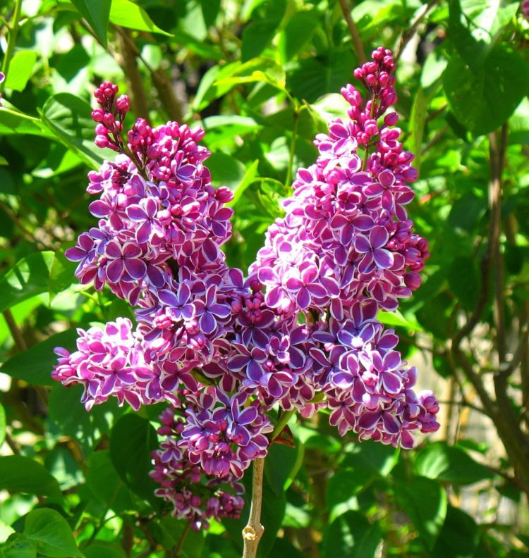 Buy Syringa Vulgaris Sensation | Lilac Sensation Ornamental Trees & Shrubs