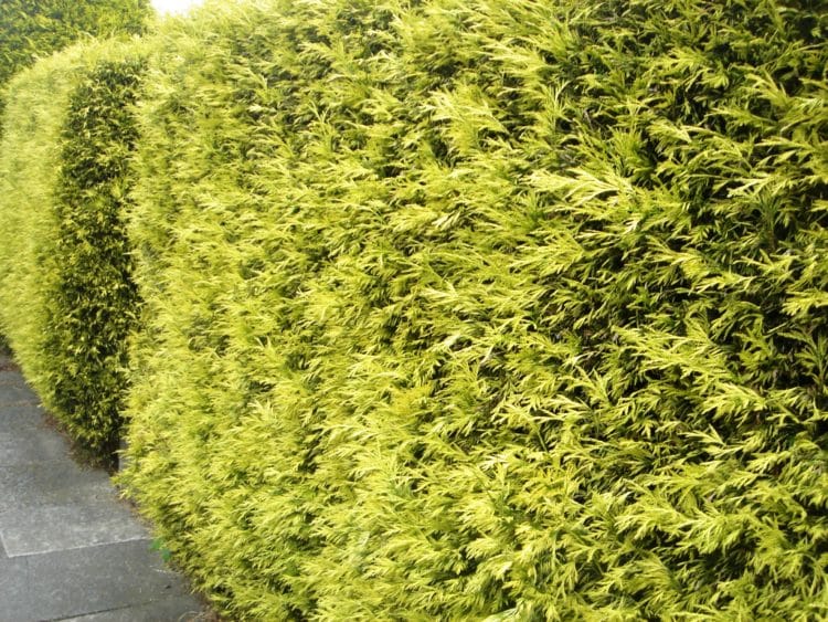 Buy Thuja Plicata Zebrina | 'Golden Thuja' Hedging Plants | Hopes Grove