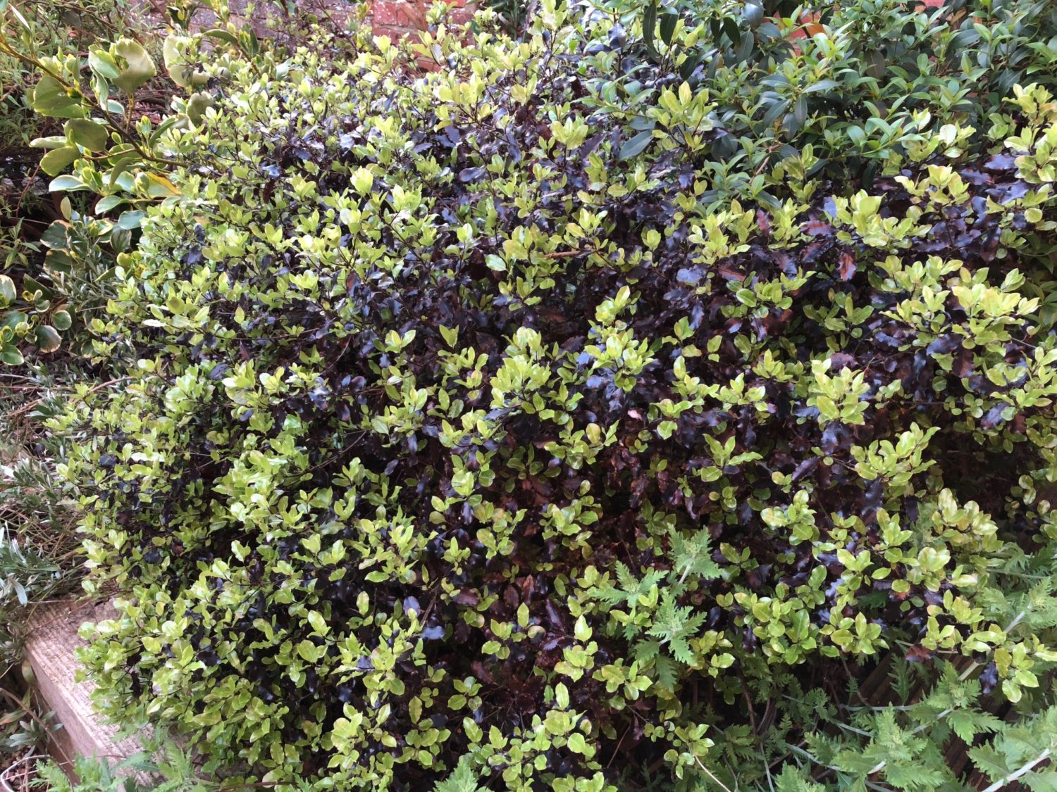 Tom Thumb Plant (Pittosporum Tenuifolium) | Hedging by Hopes Grove ...