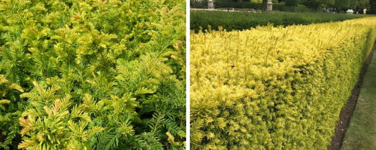 Buy Yew Hedges & Yew Hedging Plants | Taxus Baccata | Hopes Grove Nurseries