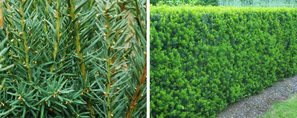 Buy Yew Hedging (Taxus Baccata) | Hopes Grove Nurseries