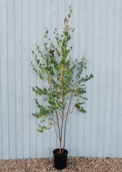 Buy Silver Birch Multi Stem | Multi Stem Betula Trees | Hopes Grove