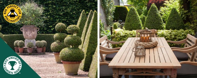 Buy Box Topiary | Box Topiary Plants for Garden Hedging | Hopes Grove ...