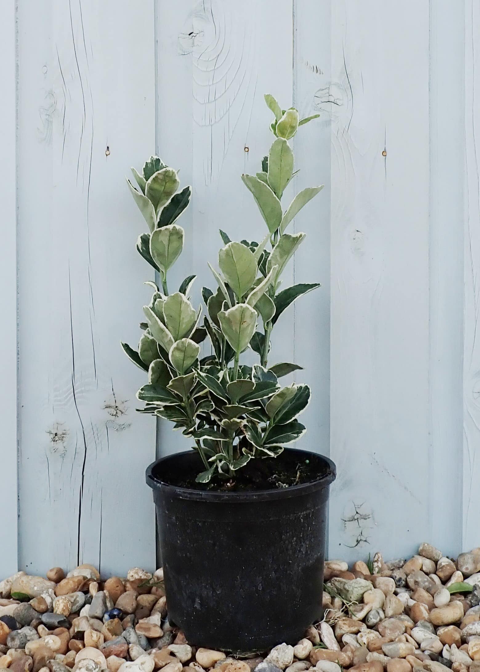 Buy Euonymus Japonicus Bravo Hedges | Bravo Japanese Spindle Trees