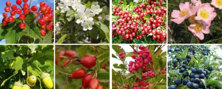 Buy Mixed Native Hedging Plants | English & British Hedges | Hopes ...