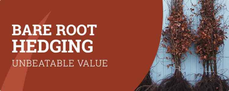 The UK's Leading Garden Hedging & Hedging Specialists | Hopes Grove ...