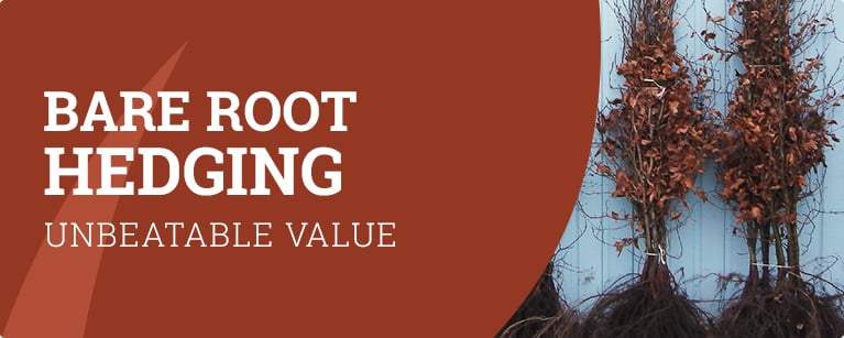 The UK's Leading Garden Hedging & Hedging Specialists | Hopes Grove Nurseries