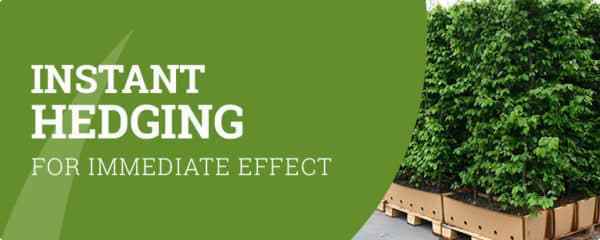 The UK's Leading Garden Hedging & Hedging Specialists | Hopes Grove ...