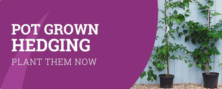 The UK's Leading Garden Hedging & Hedging Specialists | Hopes Grove ...