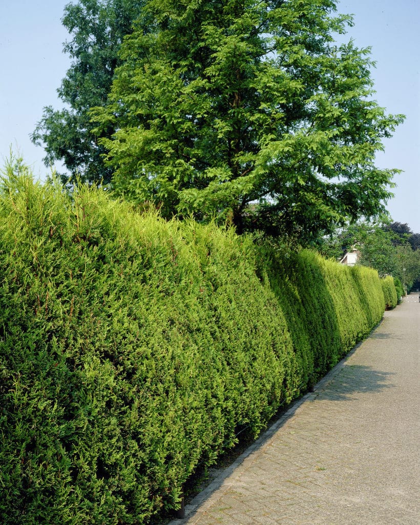 Leylandii Hedge Size 100 Green Leylandii Hedging Evergreen Conifer ...