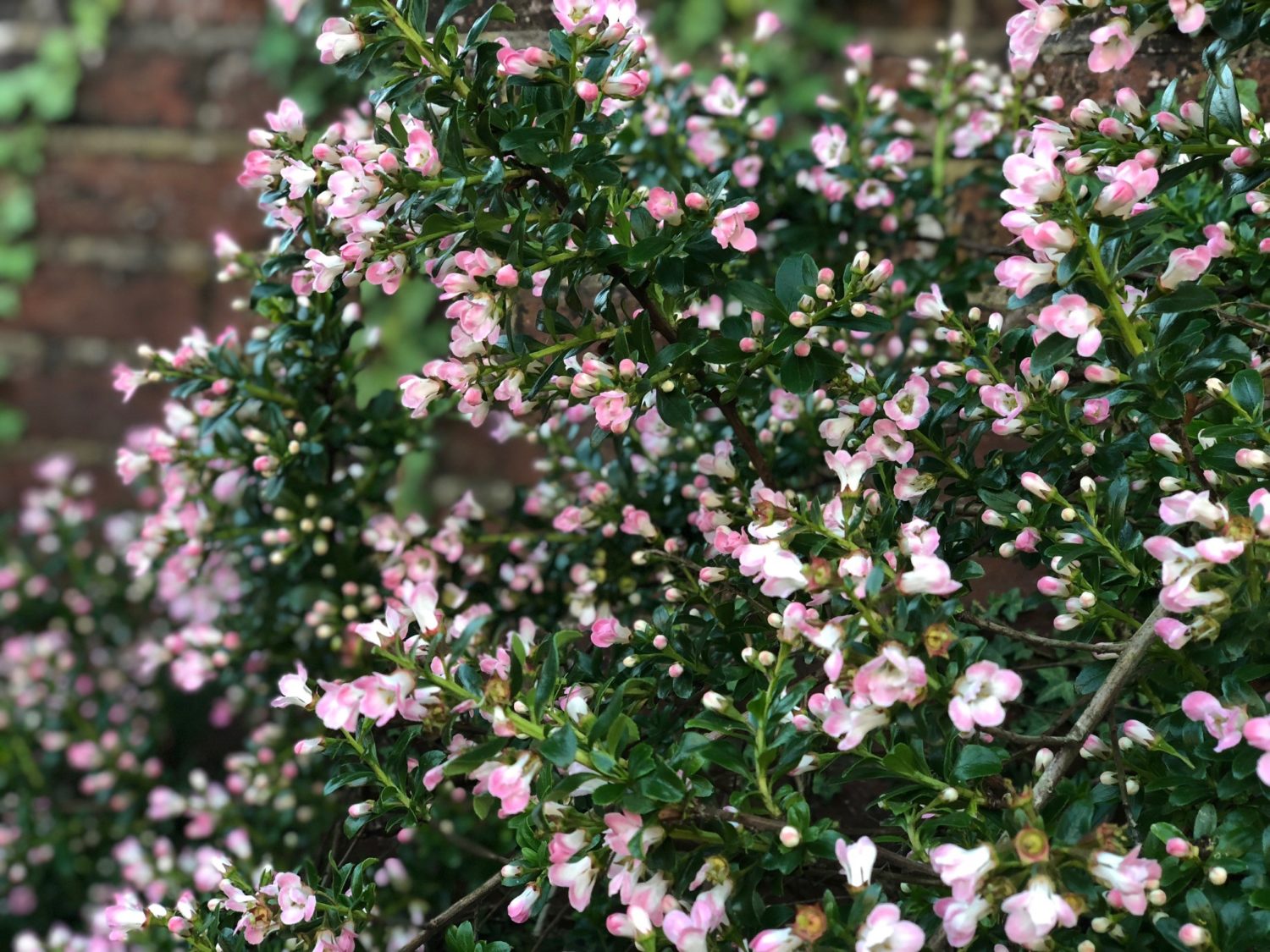 Buy Escallonia Apple Blossom Hedges | Hedging Plants at Hopes Grove ...