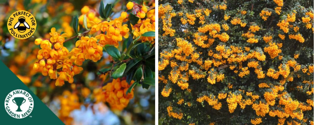 Potted Hedge Plants | Hopes Grove Nurseries