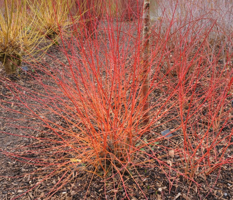 Buy Cornus Sanguinea Annys Winter Orange Hedging | Hopes Grove Nurseries