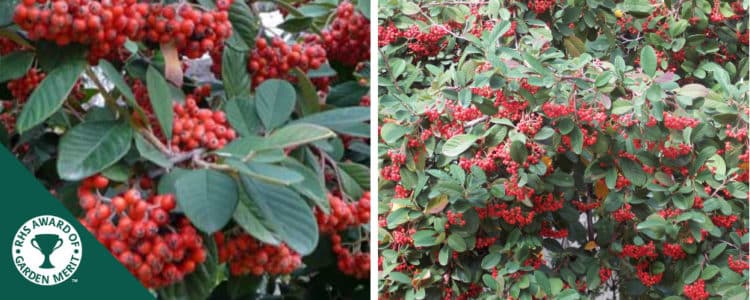 Buy Cotoneaster Franchetii | Hedging Plants & Shrubs by Hopes Grove Nurseries