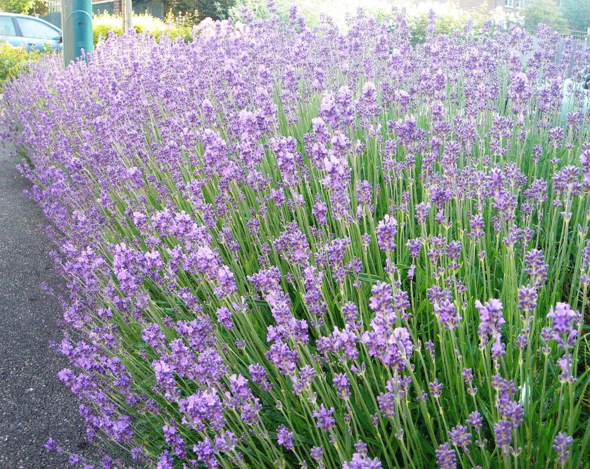 Buy Lavender Munstead Hedge Plants | Lavender Munstead Hedging | Hopes ...