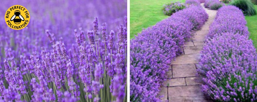 Scented Hedging - Hedges With Fragrant Flowers - Fragrant Hedge Plants