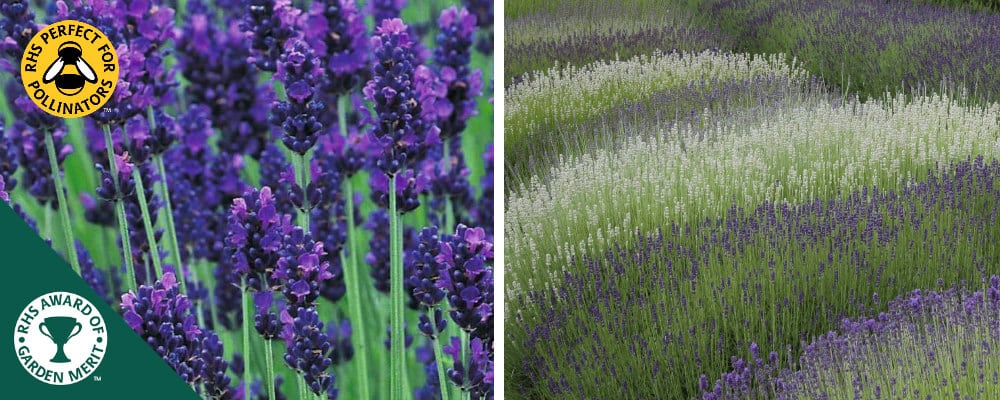 How To Look After Lavender Plants - Hopes Grove Nurseries