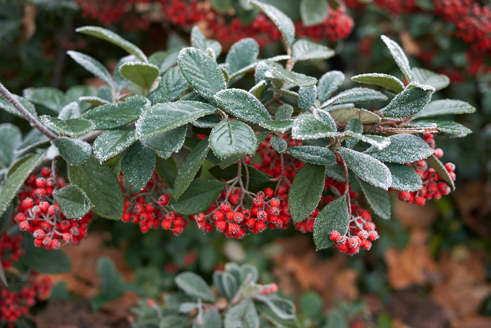 Buy Cotoneaster Lacteus -Milkflower Cotoneaster Hedging or Late Cotoneaster