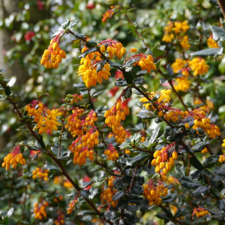 Buy Berberis Darwinii Hedge (Berberis Evergreen Hedge) & Evergreen BarBerry