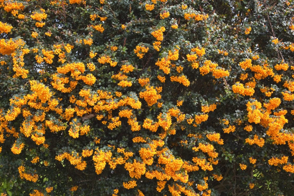 Buy Berberis Hedging (Barberry) | Berberis Plants & Hedging | Hopes Grove