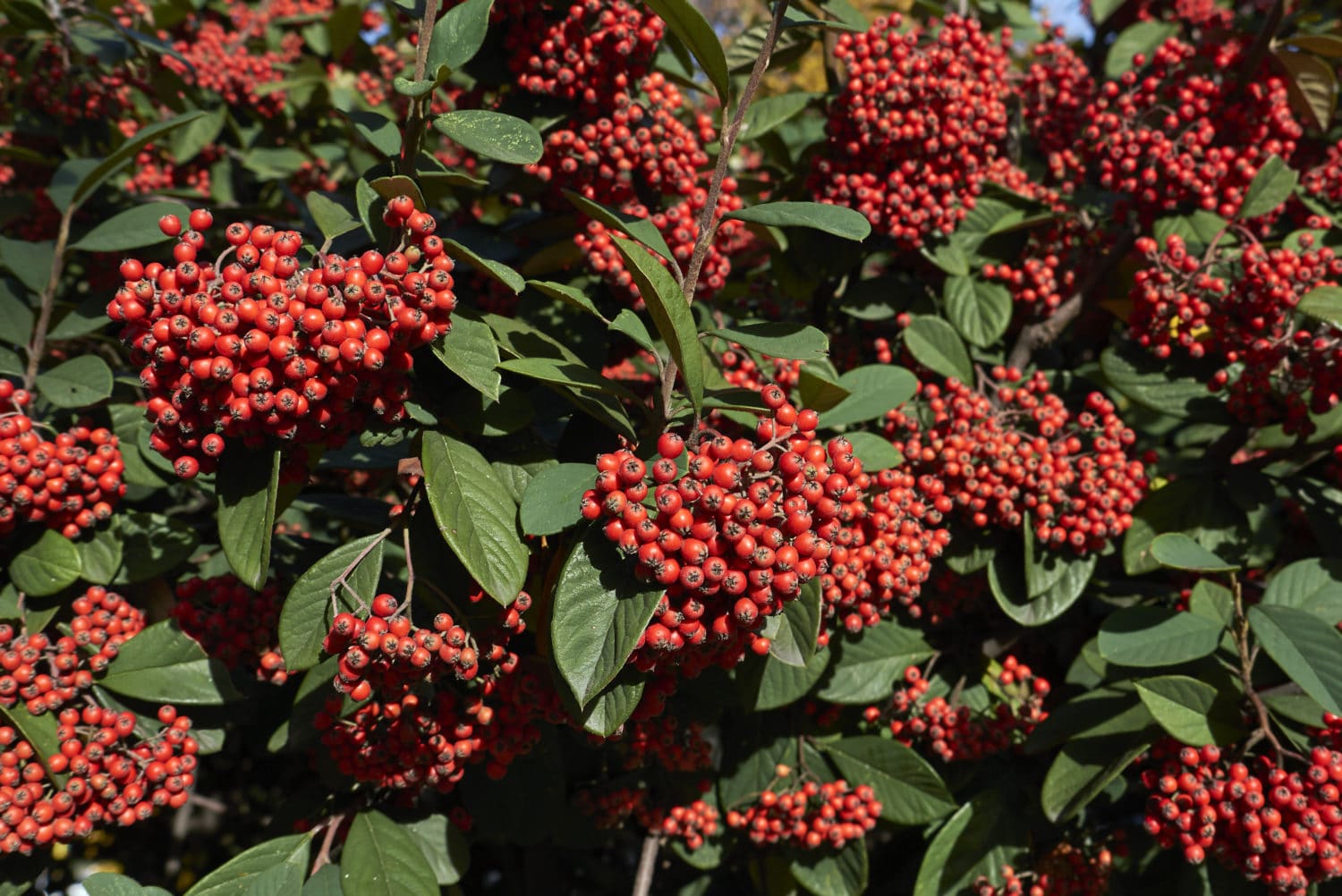 Buy Cotoneaster Lacteus -Milkflower Cotoneaster Hedging or Late Cotoneaster