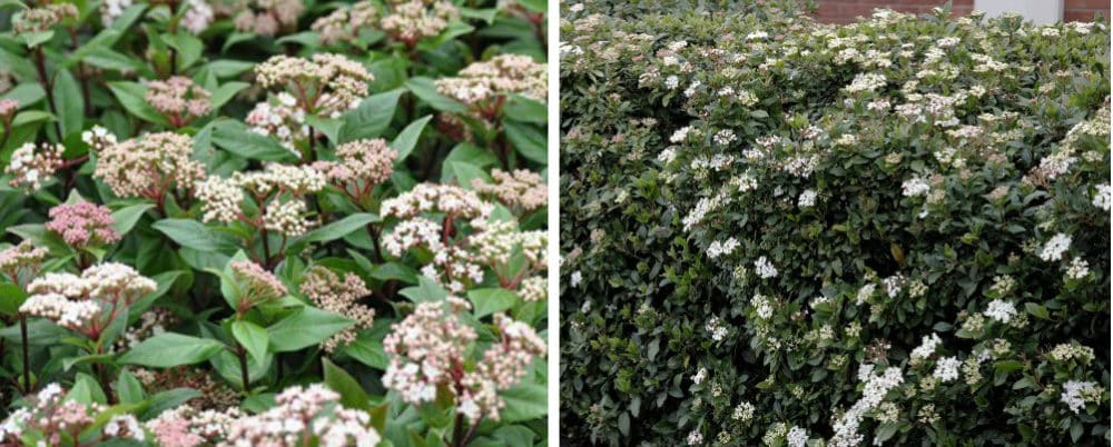Buy Viburnum Hedges | Viburnum Hedge Plants | Hopes Grove Nurseries